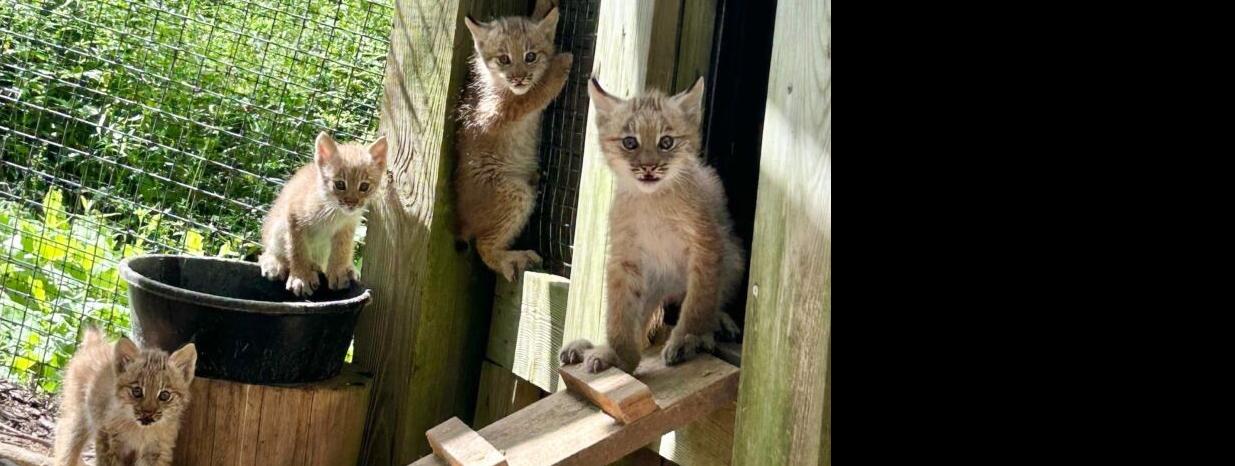 Lynx kitten on the mend after emergency surgery at Utica Zoo | News ...