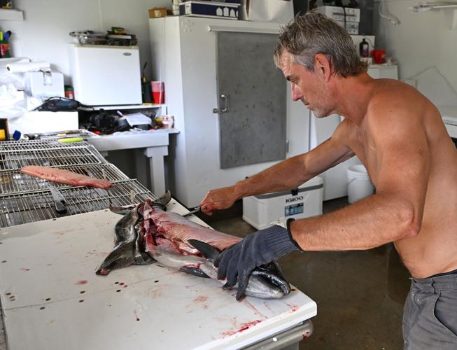 Low Water Levels Impact Salmon Run on Salmon River | Health, Fitness ...