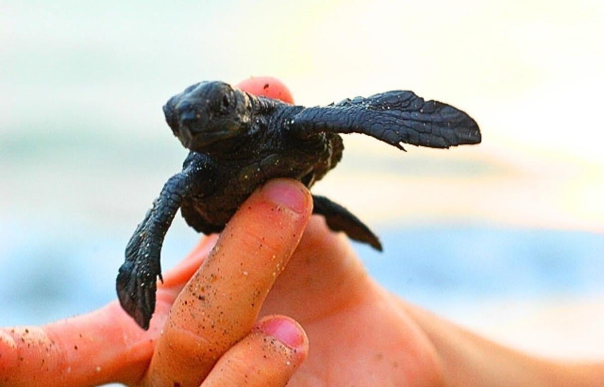It’s World Turtle Day and the News Is Actually Good | News ...