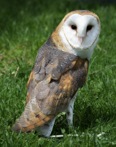 GSC to host 22nd Spring Migration Festival in Canastota | Content ...