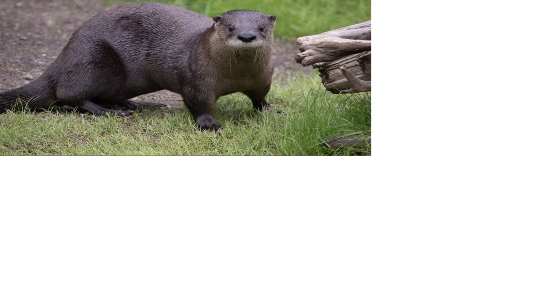 Utica Zoo to offer free admission night | Zootechnics | romesentinel.com