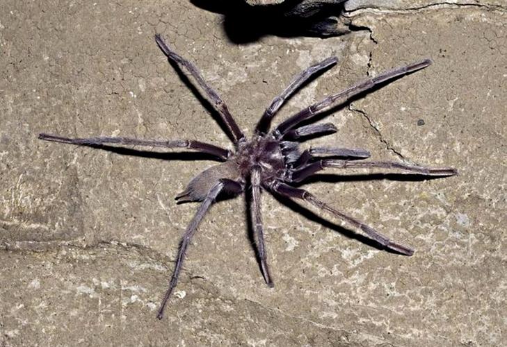 Tarantulas use ‘spidey sense’ to remember where to hunt | News ...
