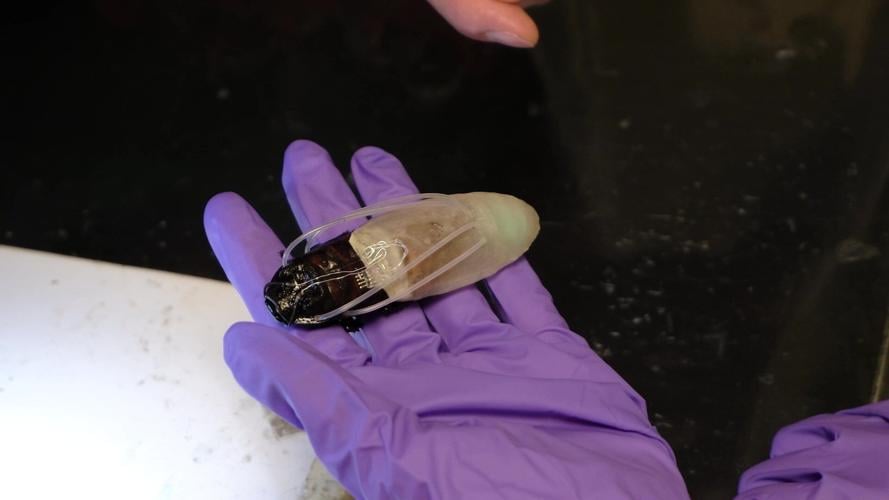 ‘Cyborg cockroaches’ get diving suits for rescue missions | News ...