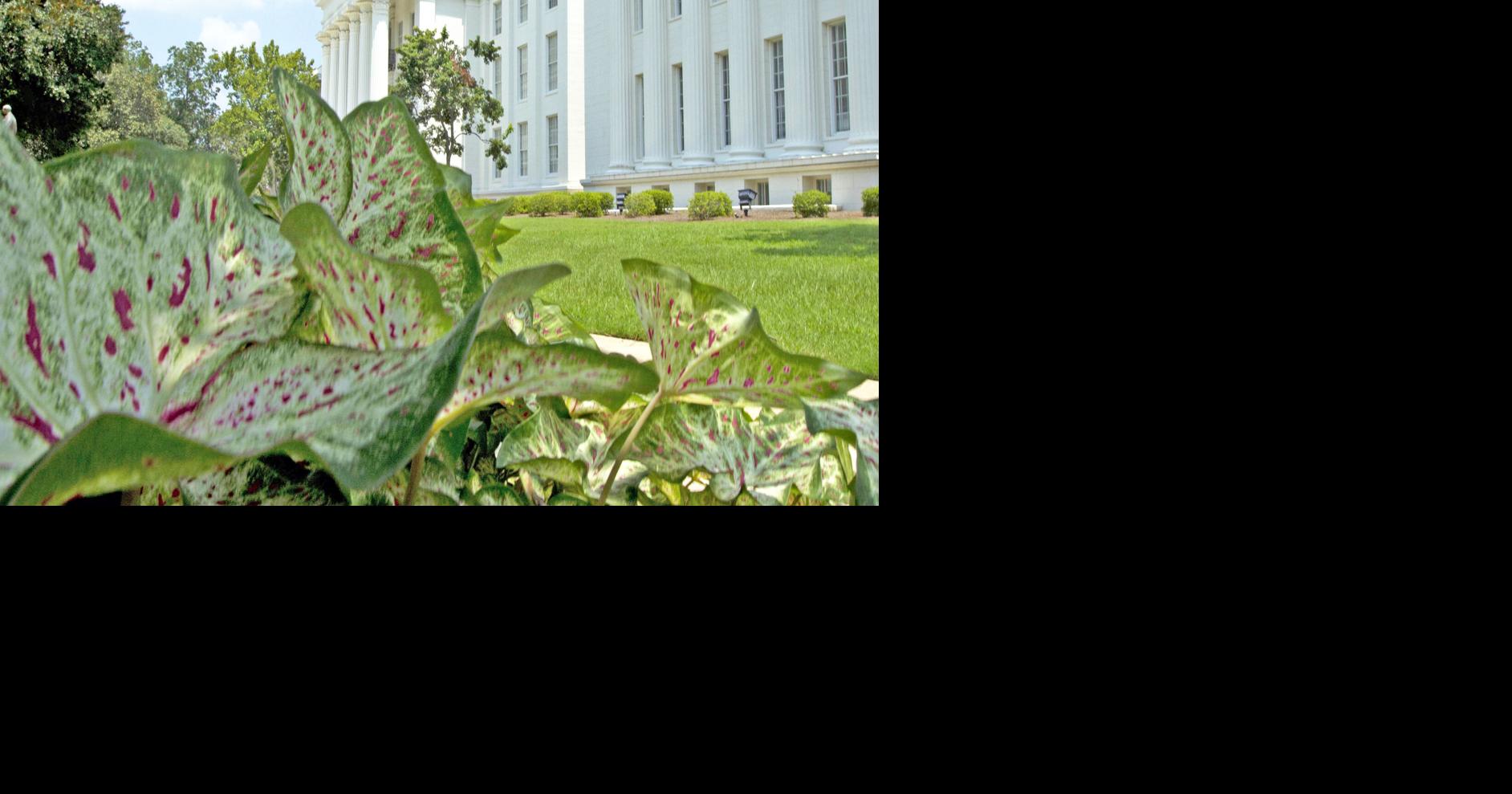 GARDENING IN CNY: Beautiful, tropical caladium plants | Columns ...