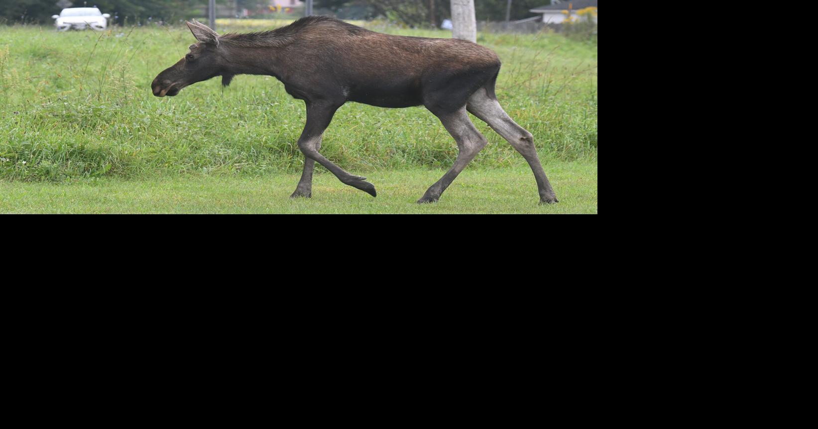 DEC has safety tips for encountering a moose in the wild | News ...