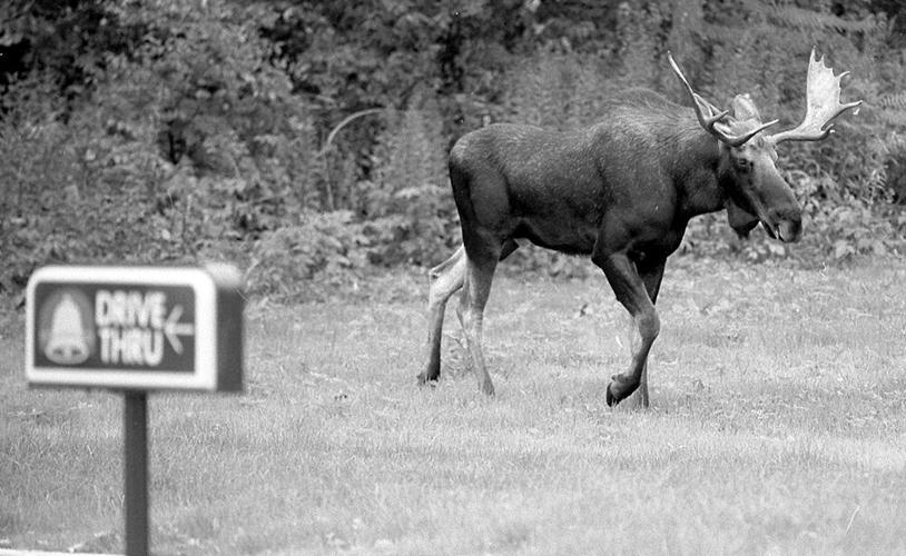 COLUMN: A B-52 and wayward moose highlight 2023 | Photography ...