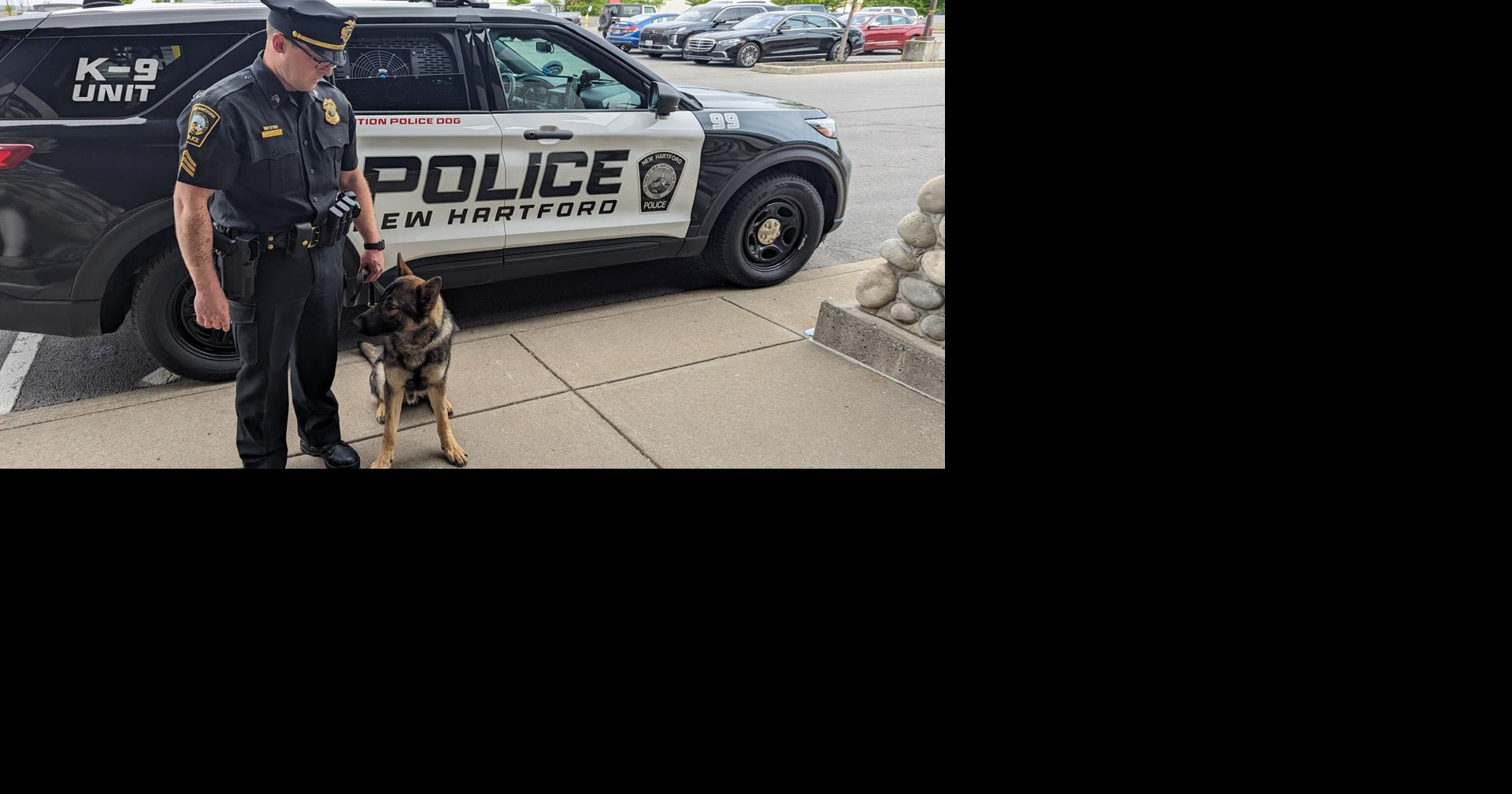 Meet 'JC,' the first ever K9 officer with the New Hartford Police ...