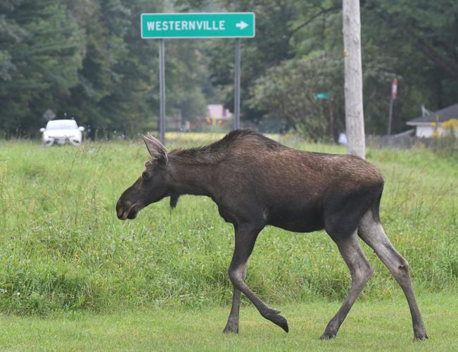 COLUMN: A B-52 and wayward moose highlight 2023 | Photography ...