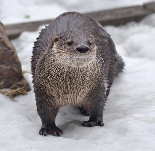 Fort Rickey Discovery Zoo ‘has endless opportunities’ | Culture ...