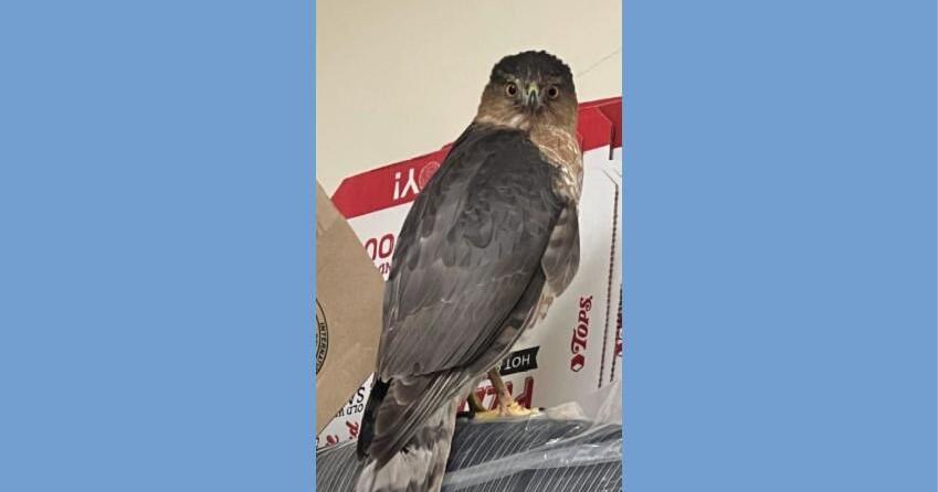 Hawk rescued from Lewis County store | News | romesentinel.com