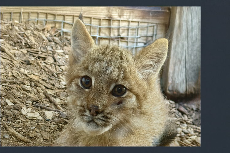 Lynx kitten on the mend after emergency surgery at Utica Zoo | News ...