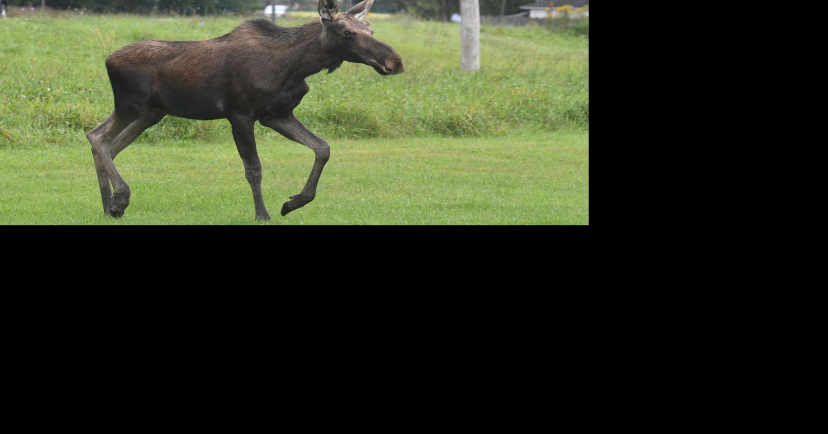 Moose spotted in Oneida County has died from liver parasites | News ...