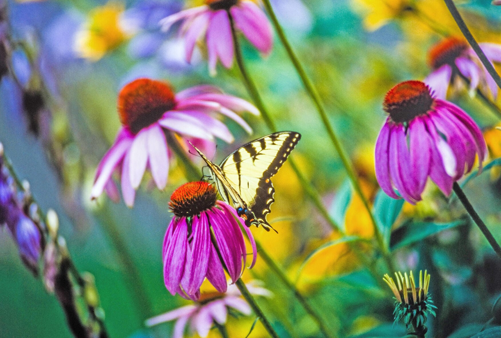 GARDENING IN CNY: Gardening on the wilder side with native pollinator ...