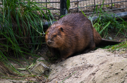 Utica Zoo announces loss of two North American beavers | News ...