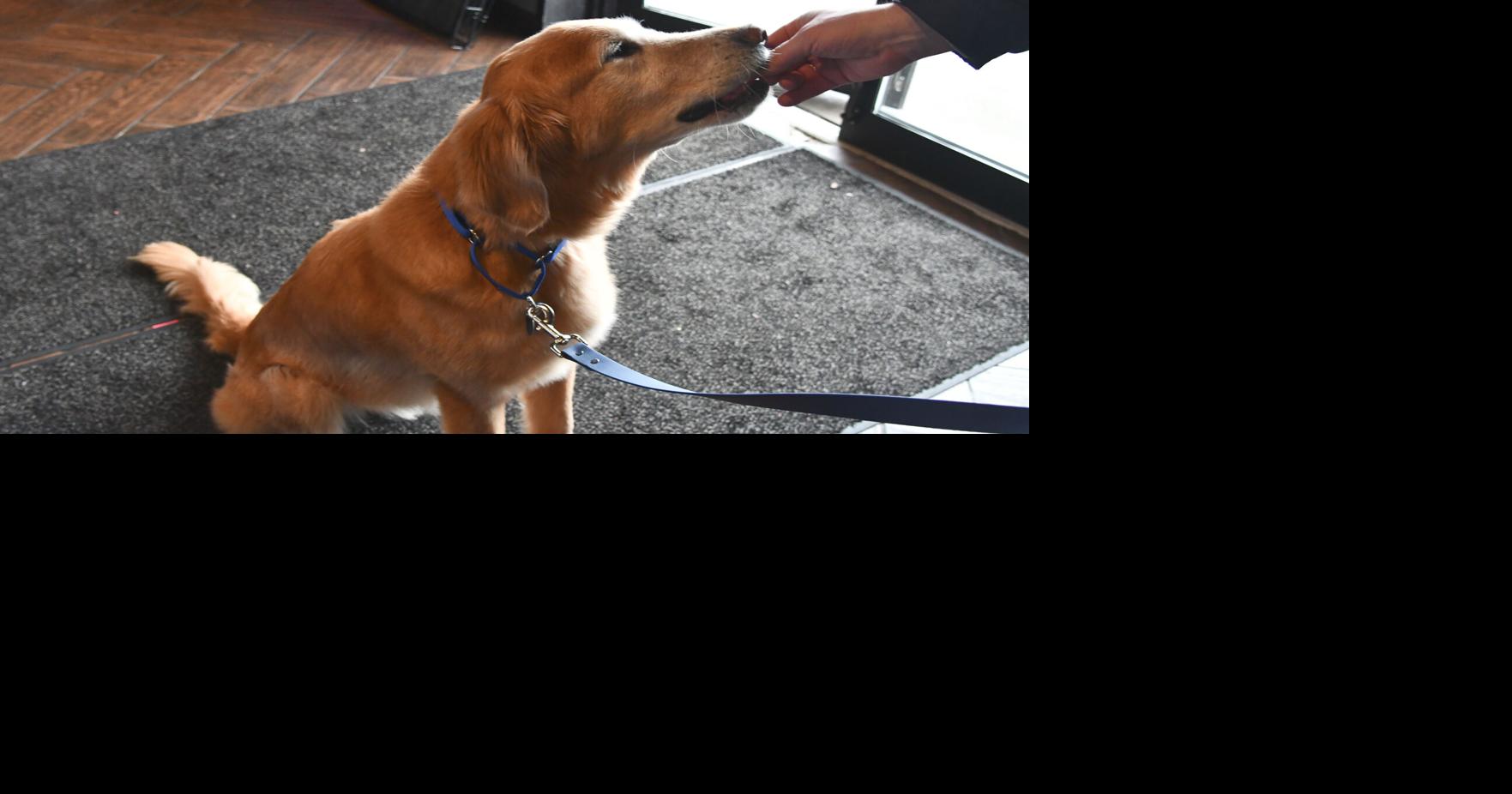 New animal rescue hopes to be a sanctuary for misguided, mistreated and ...