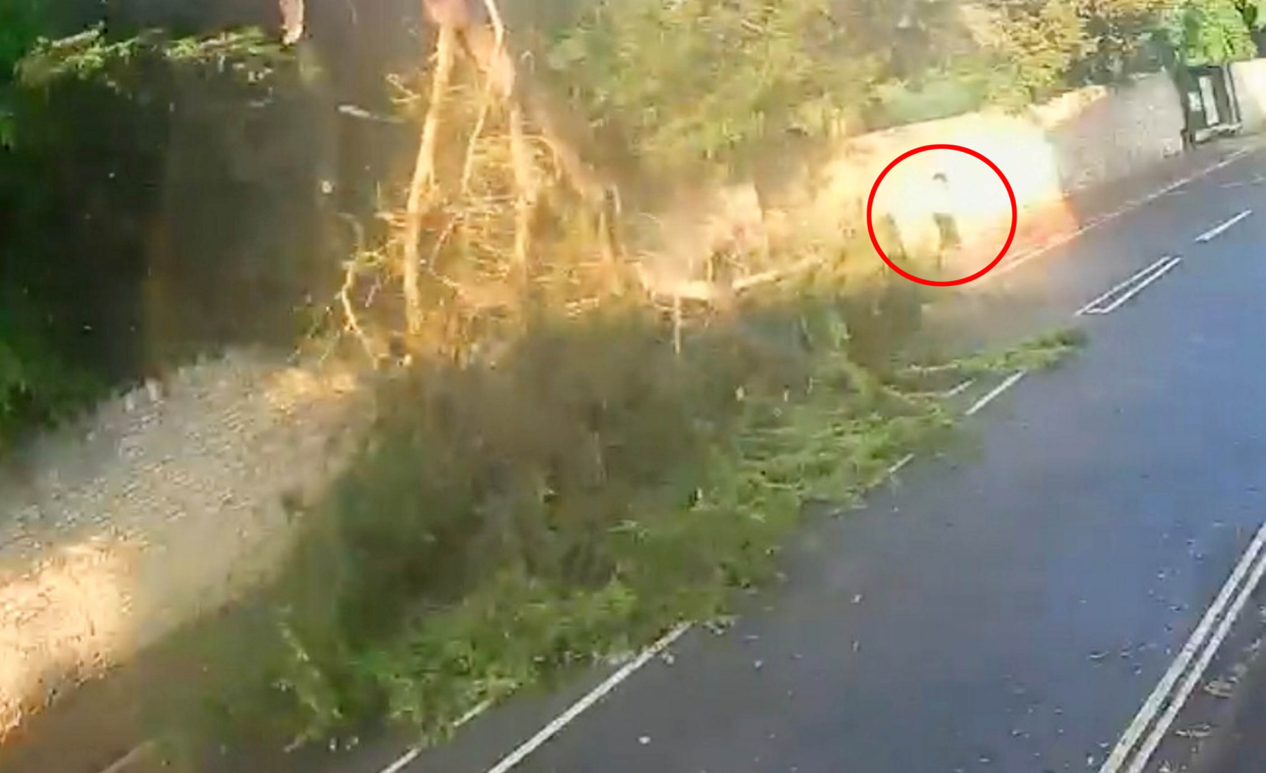 Woman almost crushed by tree while walking dog | News | romesentinel.com