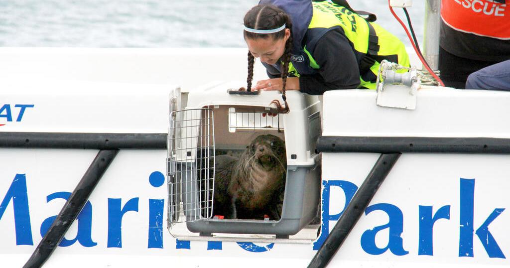 Rome native journeys far, wide to help marine wildlife | Culture ...
