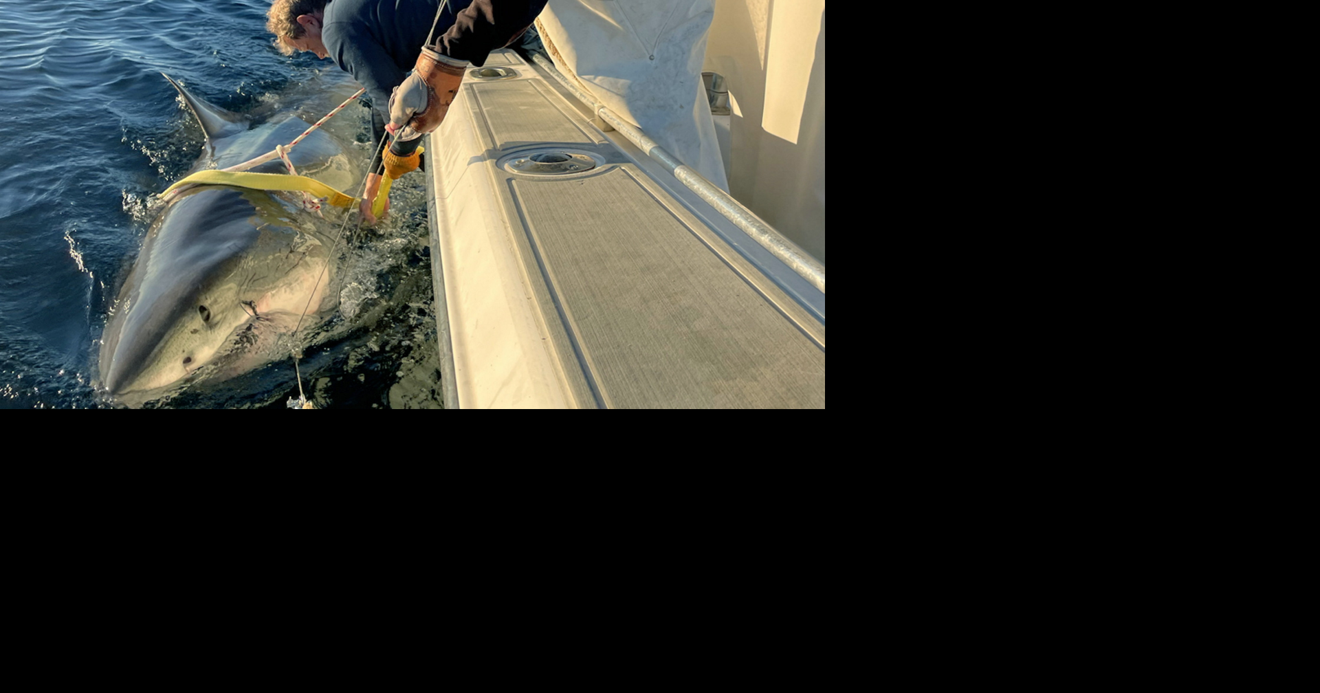 Largest great white shark in Atlantic returns to Florida coast | News ...