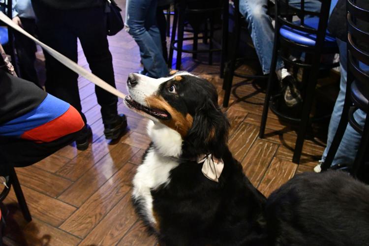 New animal rescue hopes to be a sanctuary for misguided, mistreated and ...