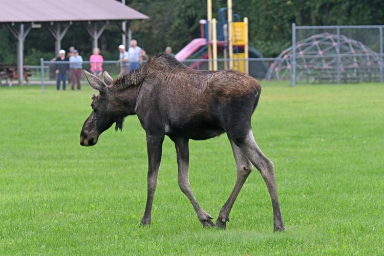 Moose spotted off Route 46 in Western | News | romesentinel.com