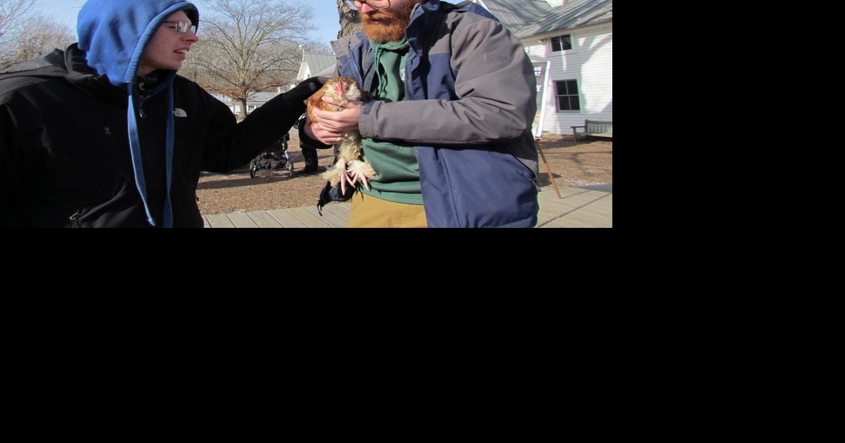 Did NY's weather chicken agree with Punxsutawney Phil? | News ...