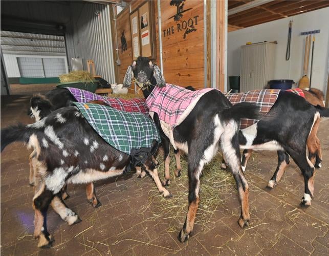 Root Farm aims to give life-changing opportunities | News ...