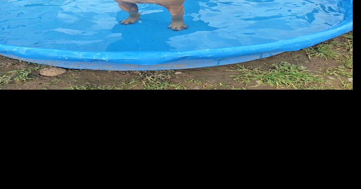 PICK A PET: Duke, Rocket or Thomas | The Weekender | romesentinel.com