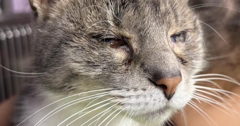 Sunshine needs surgery, Humane Society of Rome raising money | Local ...