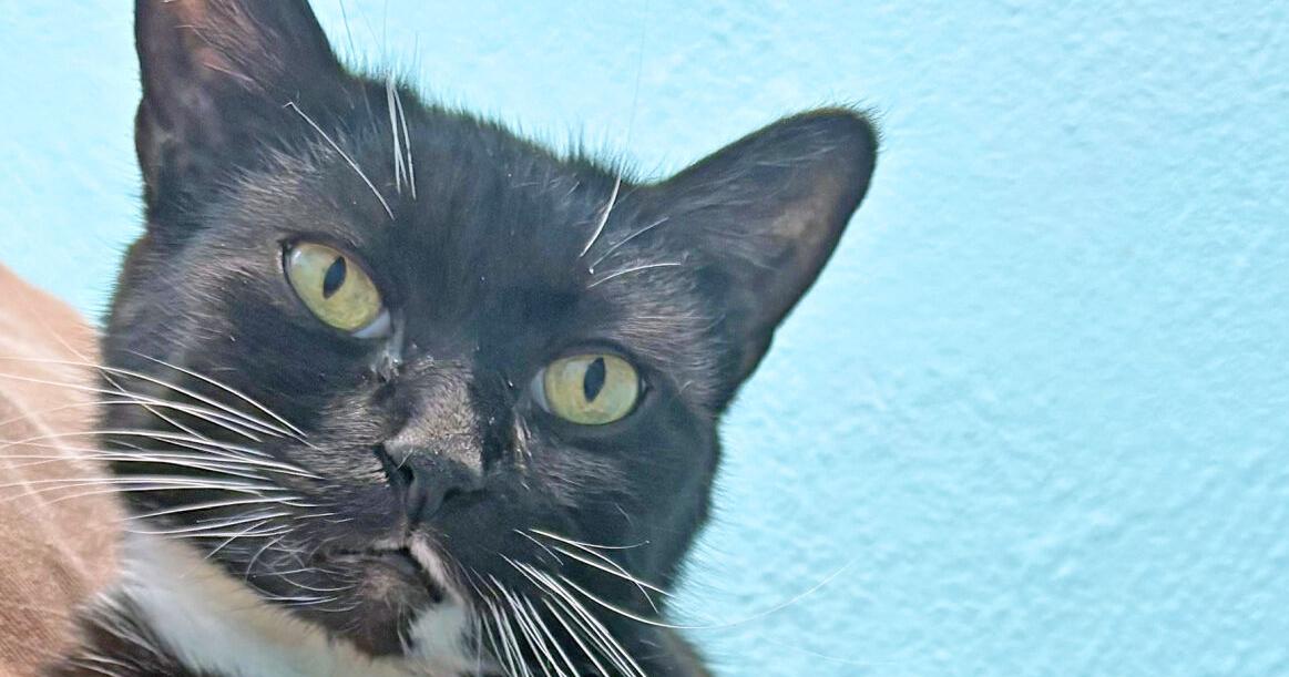 Pick a Pet — Meet Boots | Columns | romesentinel.com