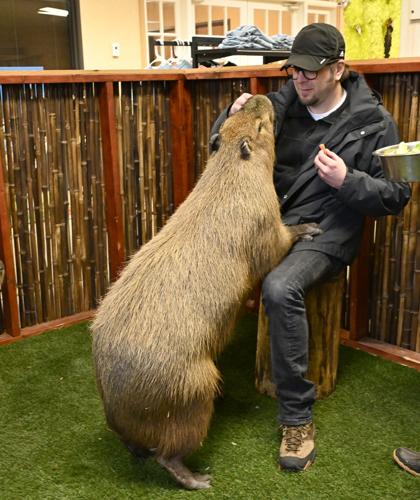 Book exotic animal encounters at the Wild in Chittenango ...