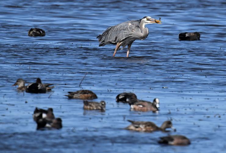 Montezuma Wildlife Refuge offers rare views of majestic birds | Health ...