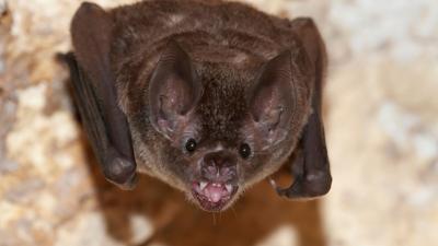 Another bat in south Utica tests positive for rabies | News ...