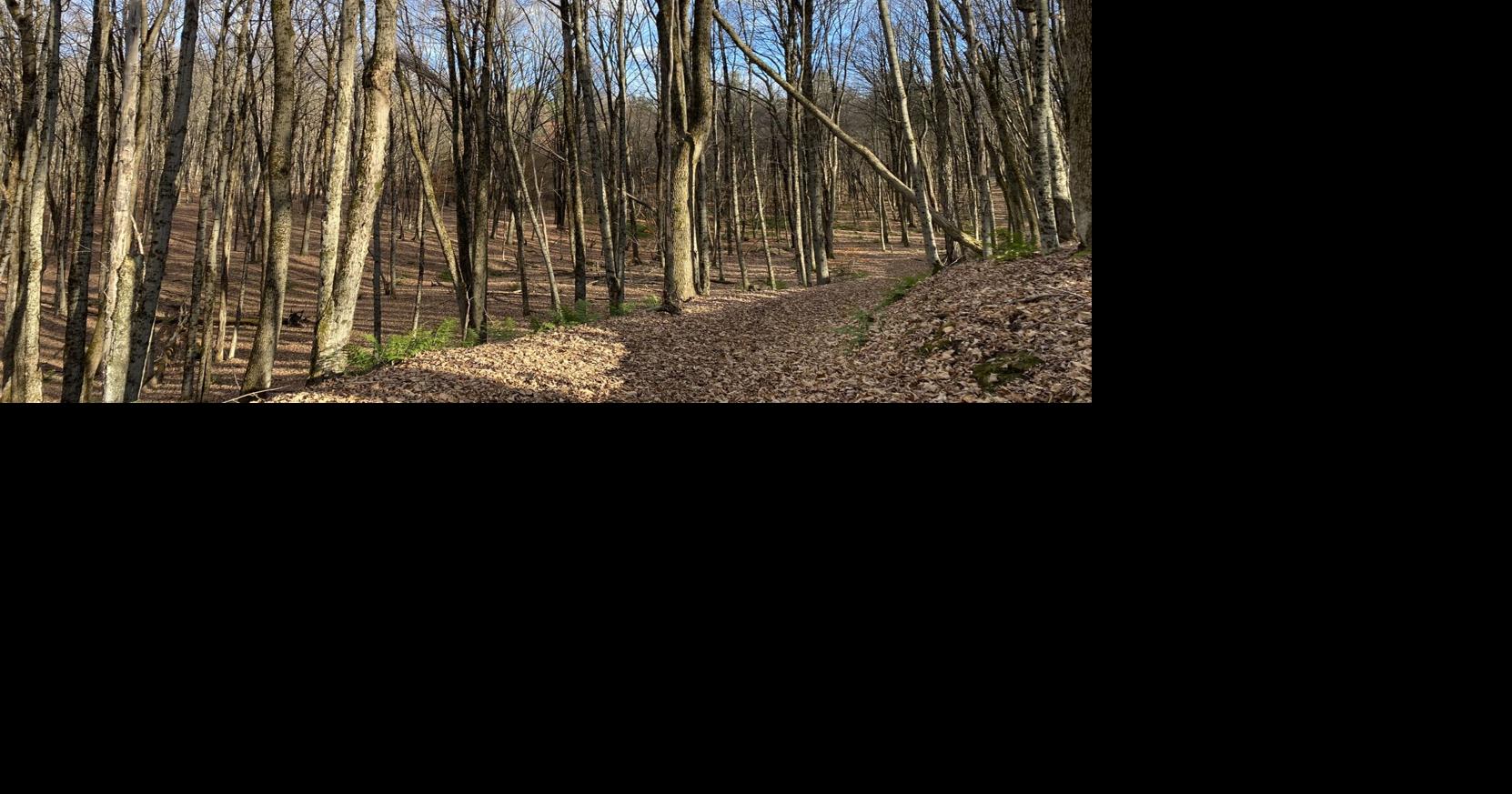 It's stick season in Central New York | Entertainment/Life ...