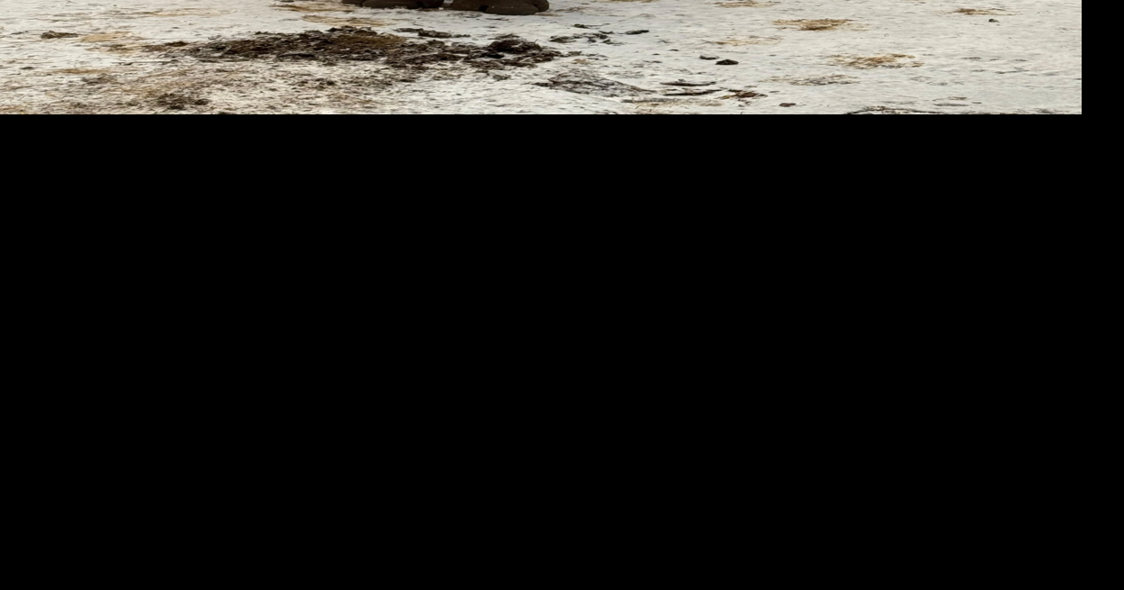 Penguins and baby rhinos enjoy first snow | News | romesentinel.com