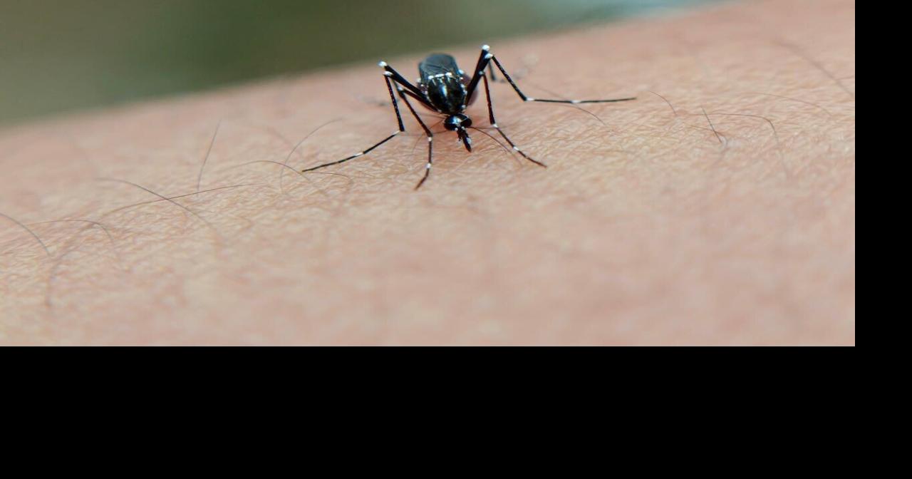 Why mosquitoes’ thirst for human blood is intensifying | Health ...