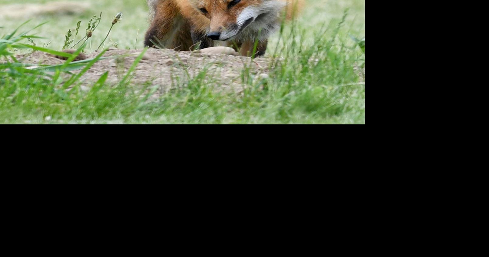 Fox tests positive for rabies in Rome | News | romesentinel.com