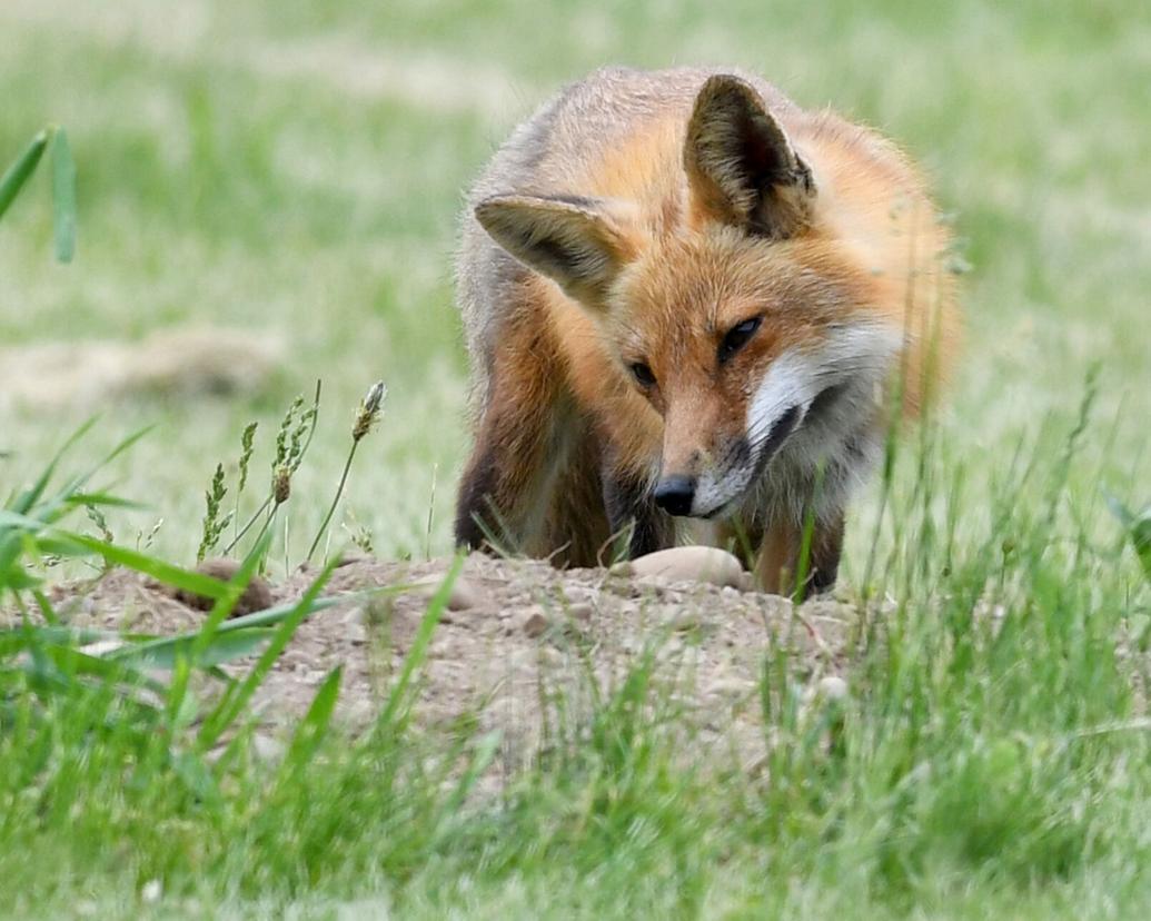 Two exposed to rabid fox in Westmoreland | Health, Fitness and ...