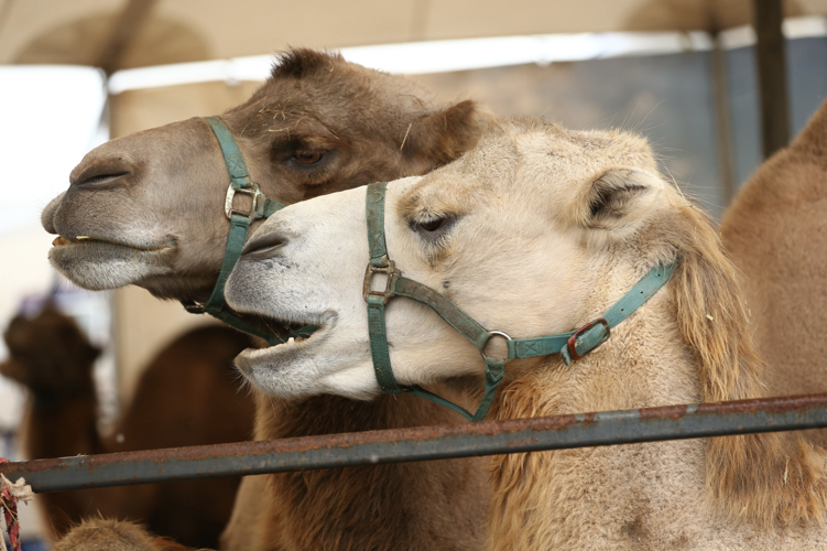 State Fair offers array of activities, exhibits and opportunities for ...