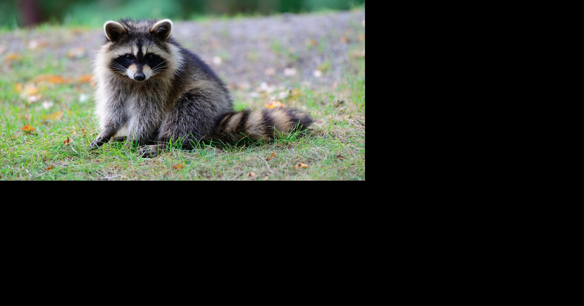 Raccoon tests positive for rabies in Westmoreland | News | romesentinel.com
