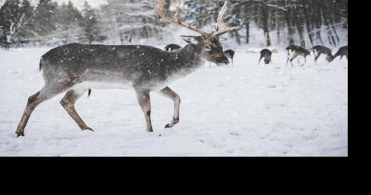 Bad news for Santa: Climate change could take out reindeer | News ...