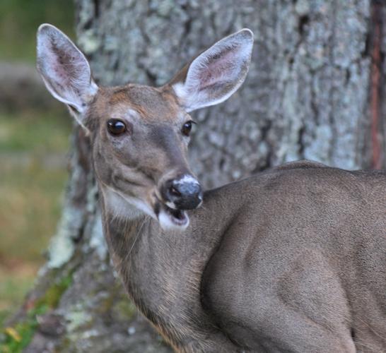 Thendara Golf Club: A fair challenge | Sports | romesentinel.com