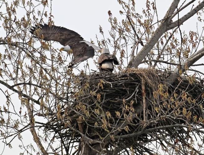 SENTINEL SNAPSHOTS: A bald eagle is born | Entertainment/Life ...