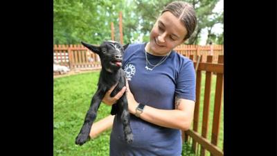 Fort Rickey welcomes baby goat before tornado lands in Rome | News ...
