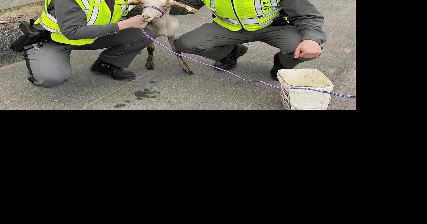 Teamwork helps responders get their goat | Public Safety | romesentinel.com