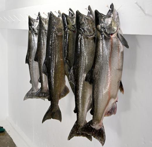 Low Water Levels Impact Salmon Run on Salmon River | Health, Fitness ...