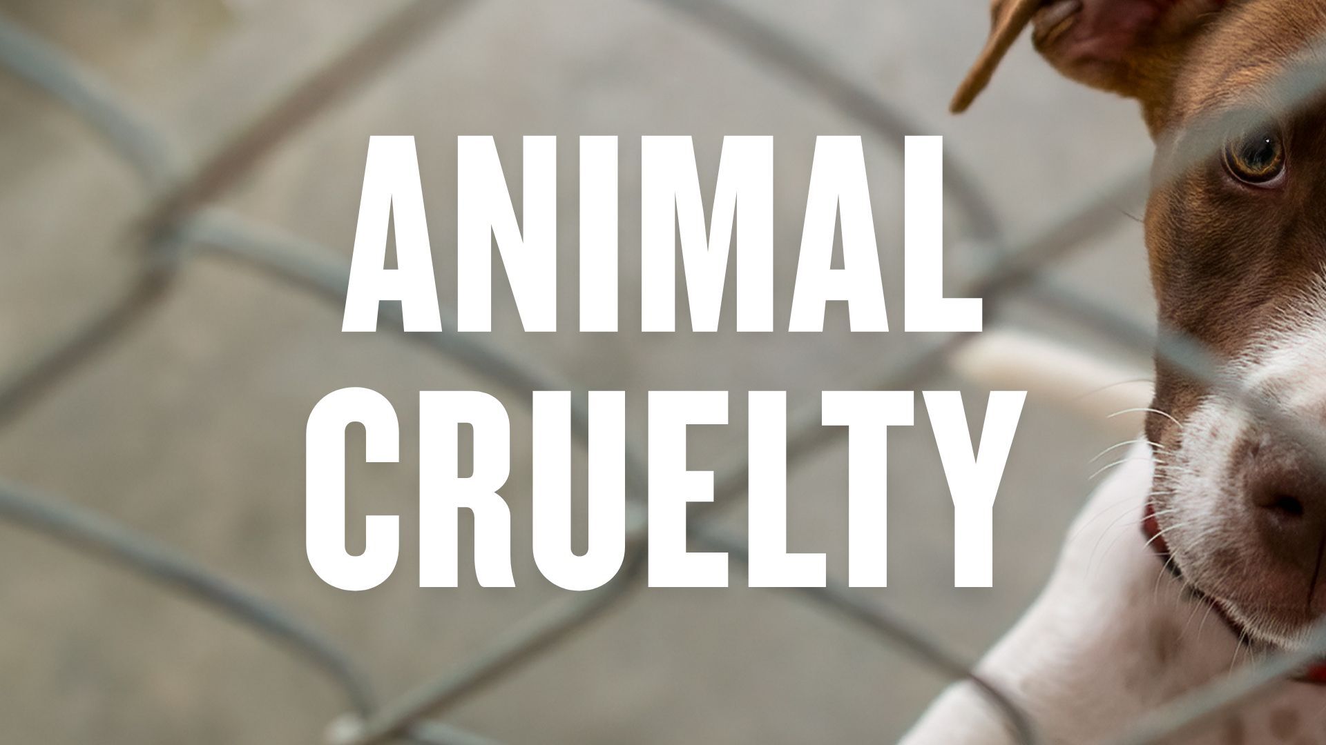 Westmoreland Man Arrested After Dogs Found in Dumpster | News ...