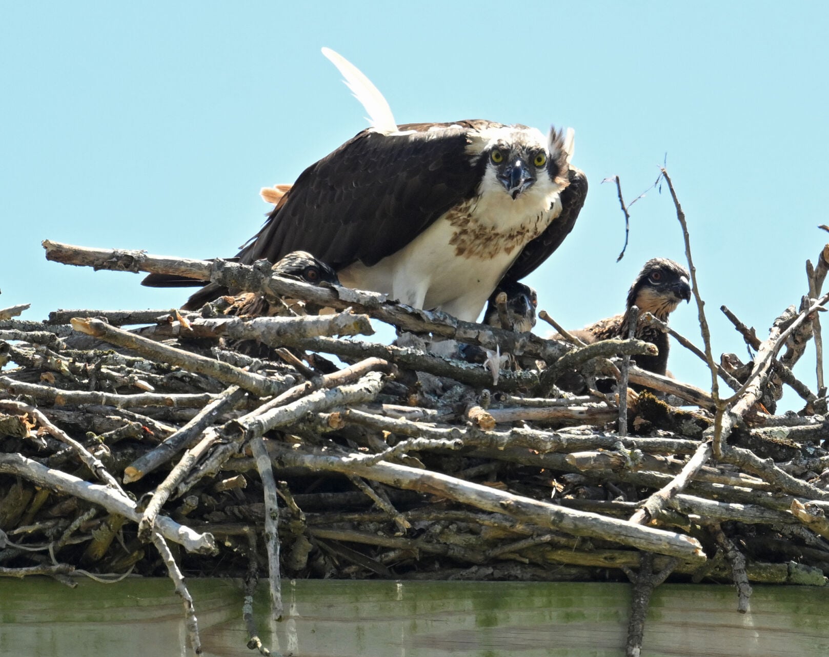 SENTINEL SNAPSHOT: Osprey family portrait | News | romesentinel.com