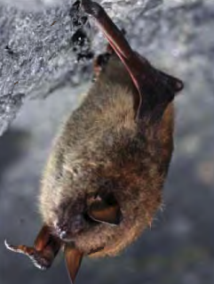 Bat in your house? Here's how to get it out and other tips to keep in ...