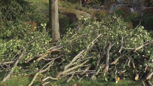 Green waste pickup to resume in Utica | News | romesentinel.com