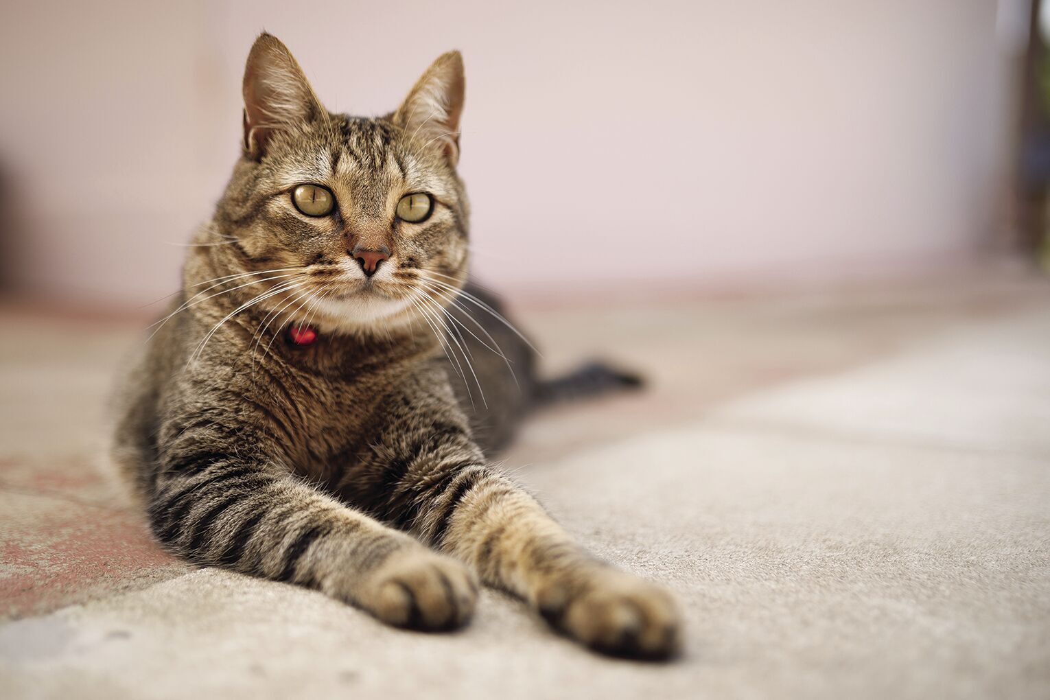 R-Cats spaghetti fundraiser in Rome | Local charity and non-profit news ...